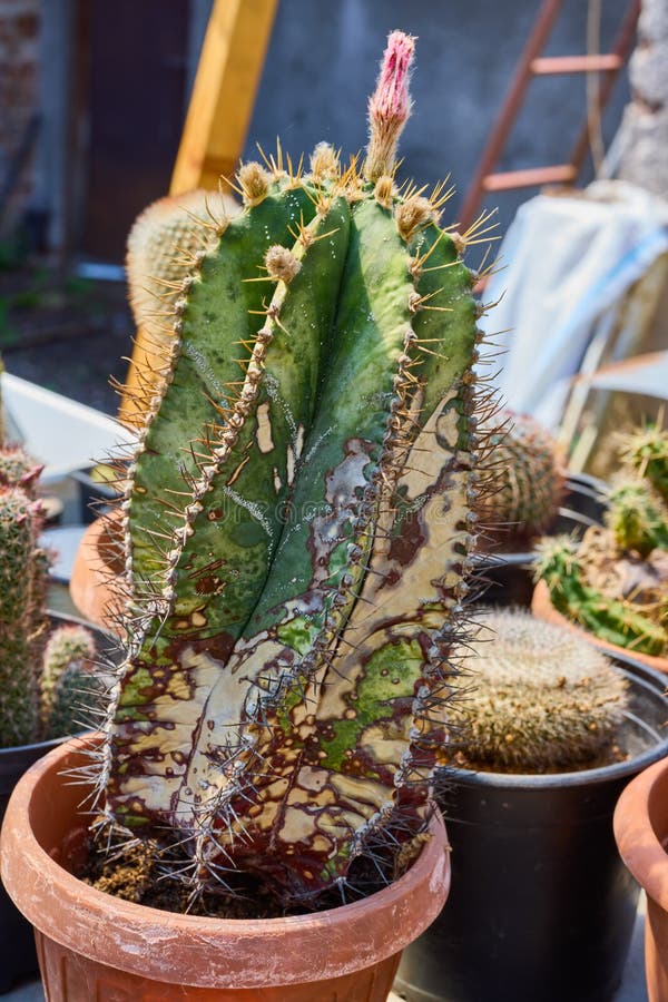 A Variety of Beautiful Cacti Stock Photo - Image of garden, macro ...