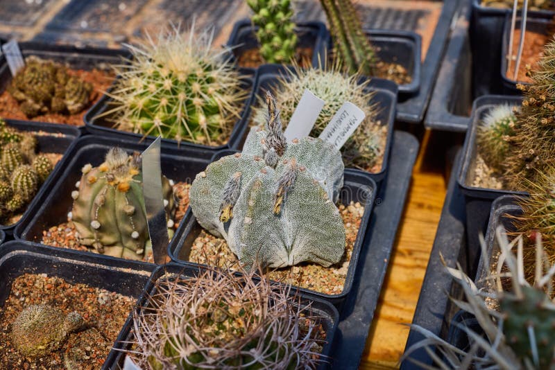 A Variety of Beautiful Cacti Stock Image - Image of closeup, plantation ...