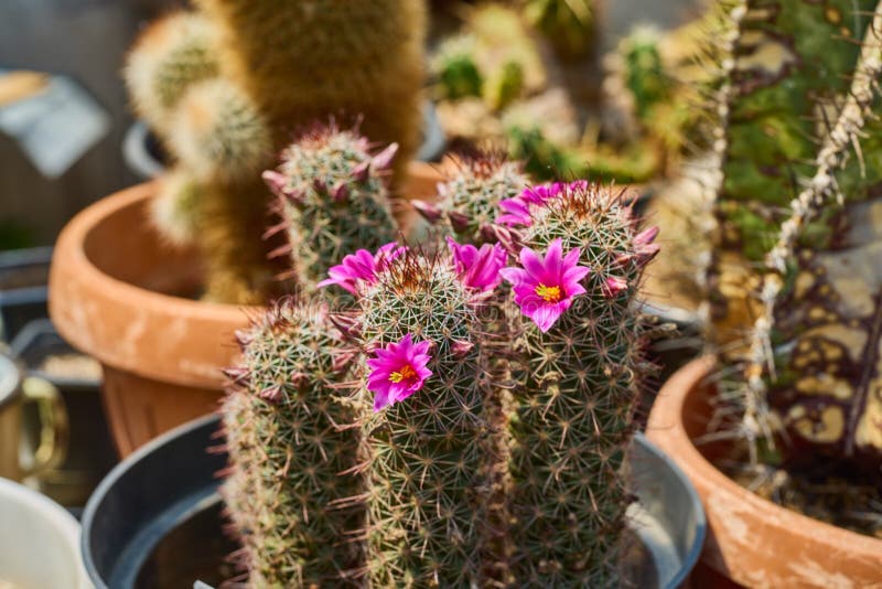 A Variety of Beautiful Cacti Stock Photo - Image of cacti, cactus ...