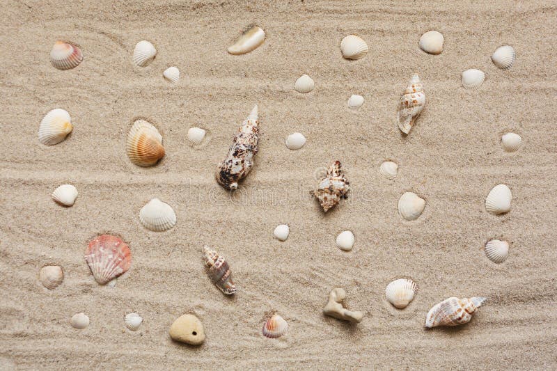 Variety of Beautiful Exotic Seashells on Sand Background. Top View ...