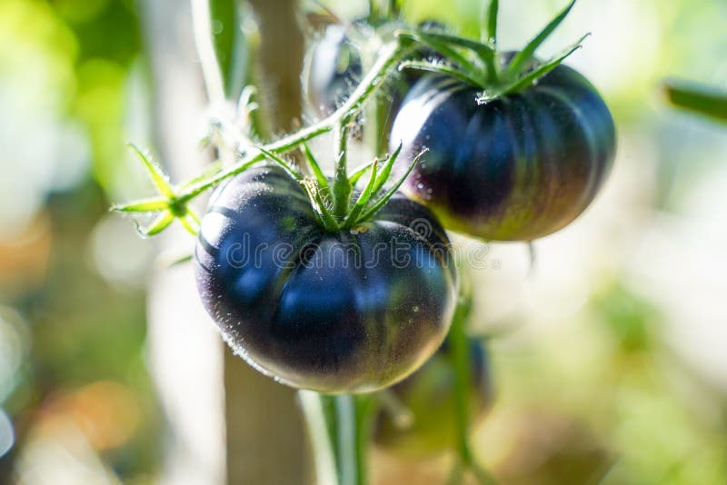 A Variety of Black Tomatoes Ripens on a Plant in a Greenhouse Stock ... A Variety of Black Tomatoes Ripens on a Plant in a Greenhouse Stock ...