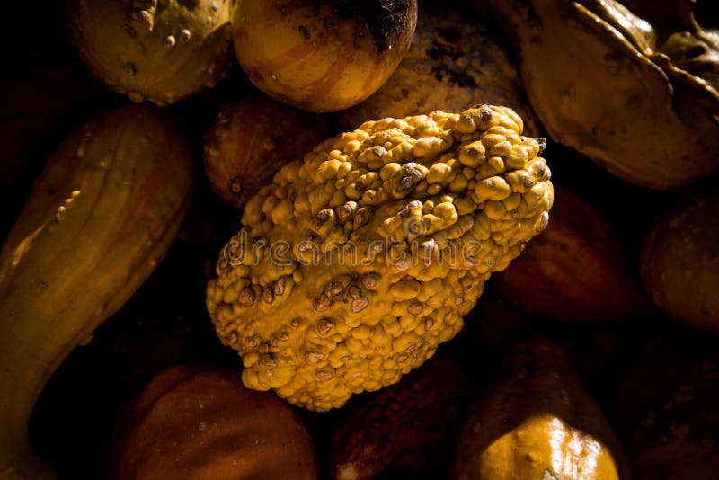Bumpy Yellow Squash at Fall Market Stock Photo - Image of gourmet, fall ...