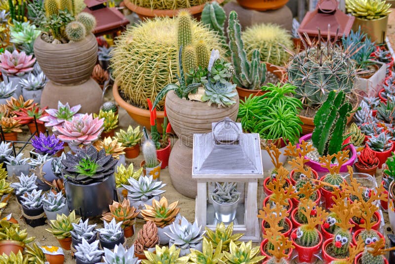 A Variety of Cacti in the Store with Plants and Succulents Stock Image ...