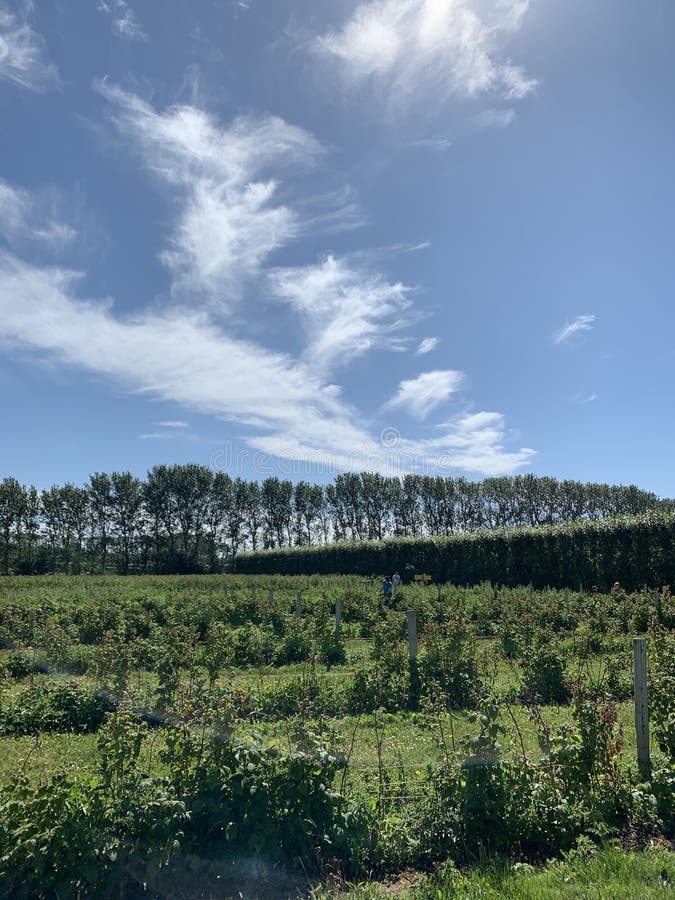 Variety of cloud stock photo. Image of prairie, meadow - 229598784