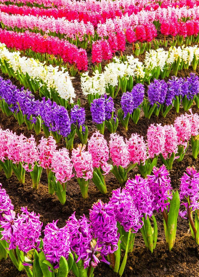 Variety of color hyacinth. stock photo. Image of beautiful - 36083296