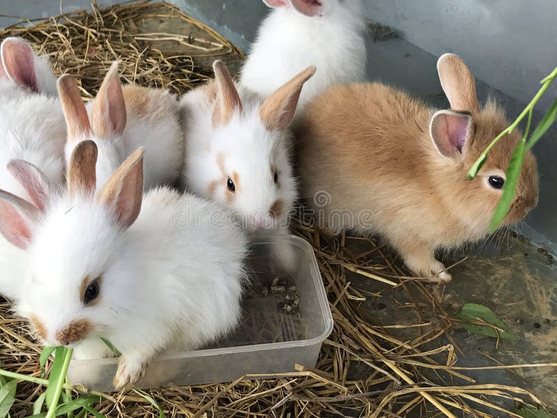 Variety and Colorful Little Rabbits. Stock Image - Image of animal ...
