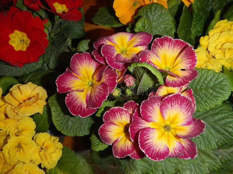 The Variety of Colorful Primrose Stock Photo - Image of outdoor, floral ...