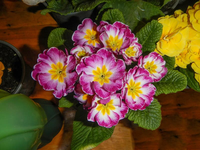 The Variety of Colorful Primrose Stock Photo - Image of blossom ...