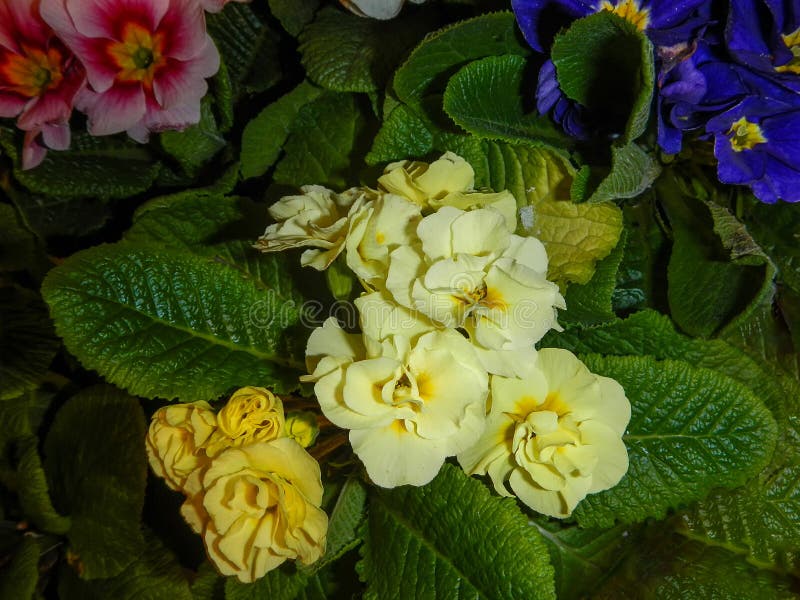 The Variety of Colorful Primrose Stock Photo - Image of horticulture ...