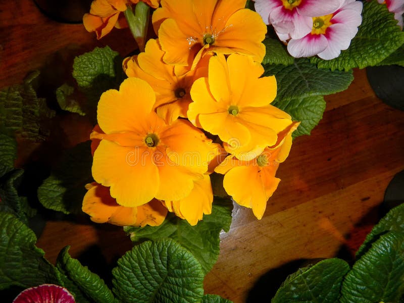 The Variety of Colorful Primrose Stock Image - Image of outdoor ...