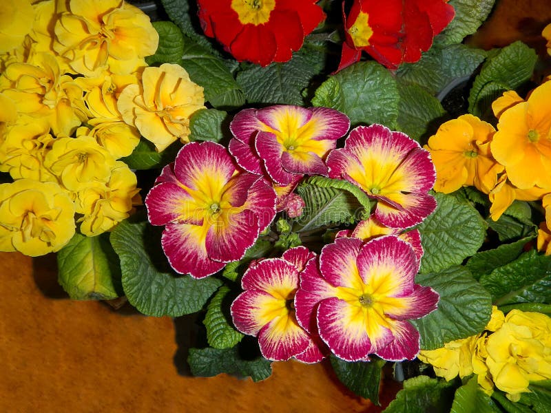 The Variety of Colorful Primrose Stock Image - Image of onion ...
