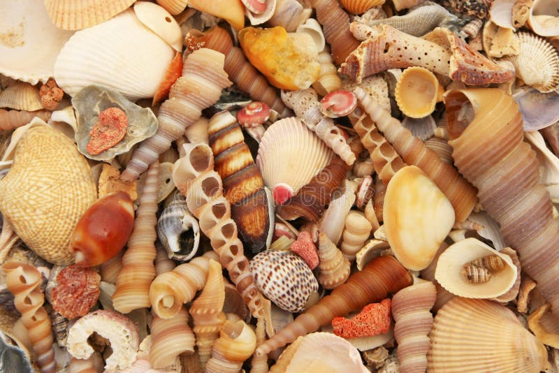 Colorful sea shells stock image. Image of colors, collection - 30284675