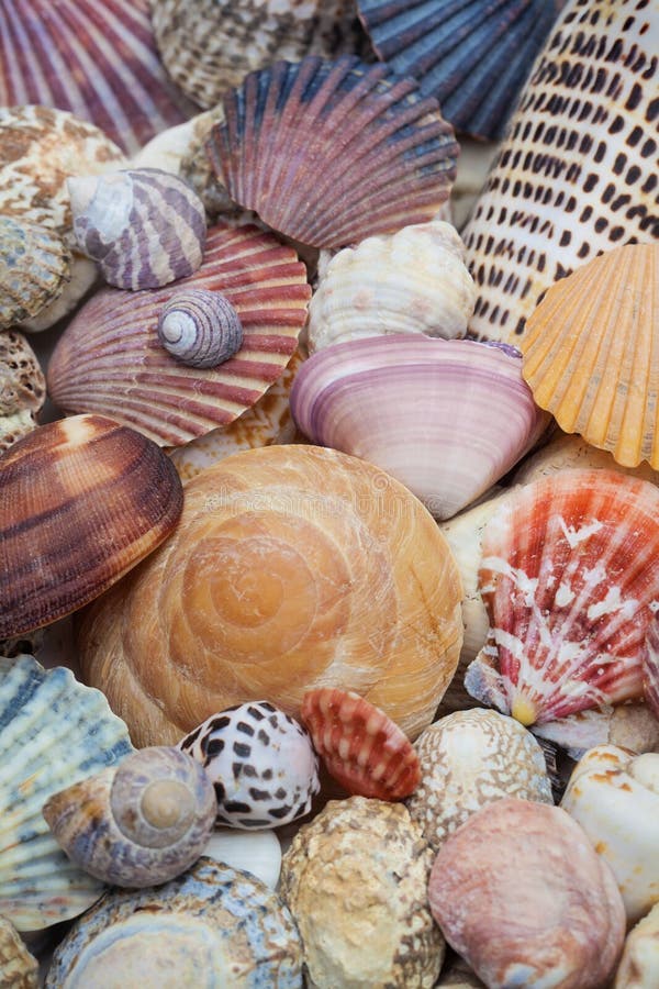 1,575 Variety Colorful Sea Shells Stock Photos - Free & Royalty-Free ...