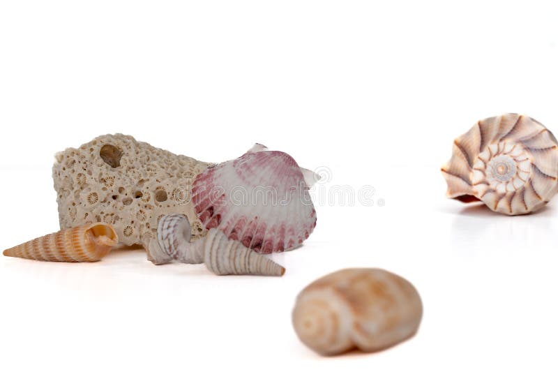 Variety of Colorful Seashells and Coral on White Surface Stock Photo ...