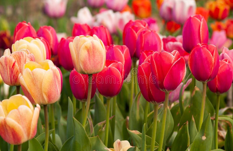 Variety Colors Tulips Background on Spring . Stock Image - Image of ...