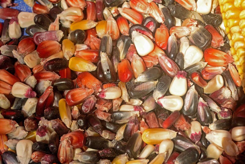Mexican Corn Diversity, White Corn, Black Corn, Blue Corn, Red Corn ...