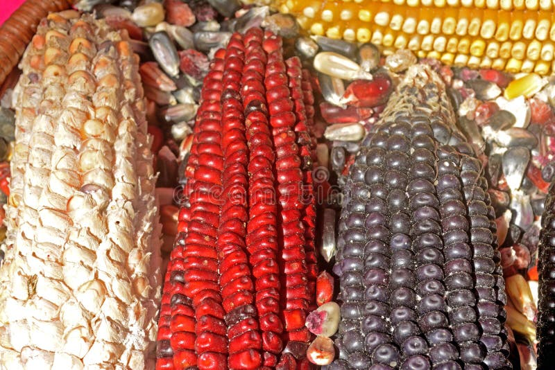 Mexican Corn Diversity, White Corn, Black Corn, Blue Corn, Red Corn ...
