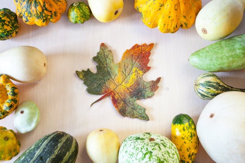 Variety of Courgettes on a Light Background with Autumn Leaves. Stock ...