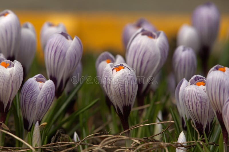 Variety crocuses stock image. Image of stems, violet - 30758113