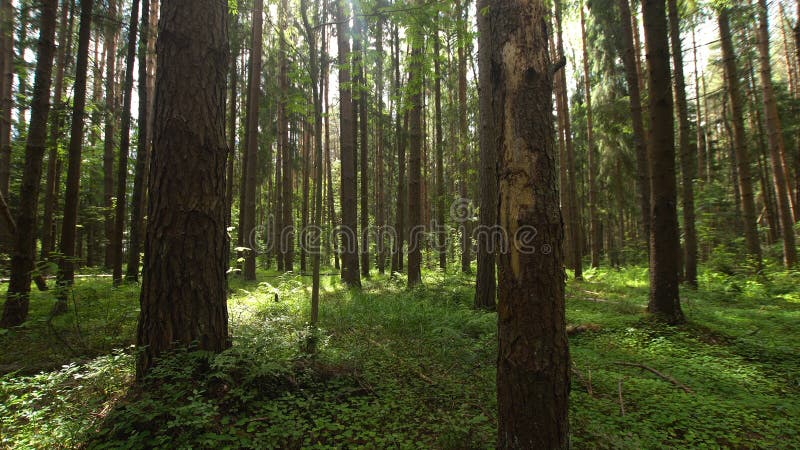 Crowns of Trees in the Forest Stock Image - Image of plant, wood: 125420295