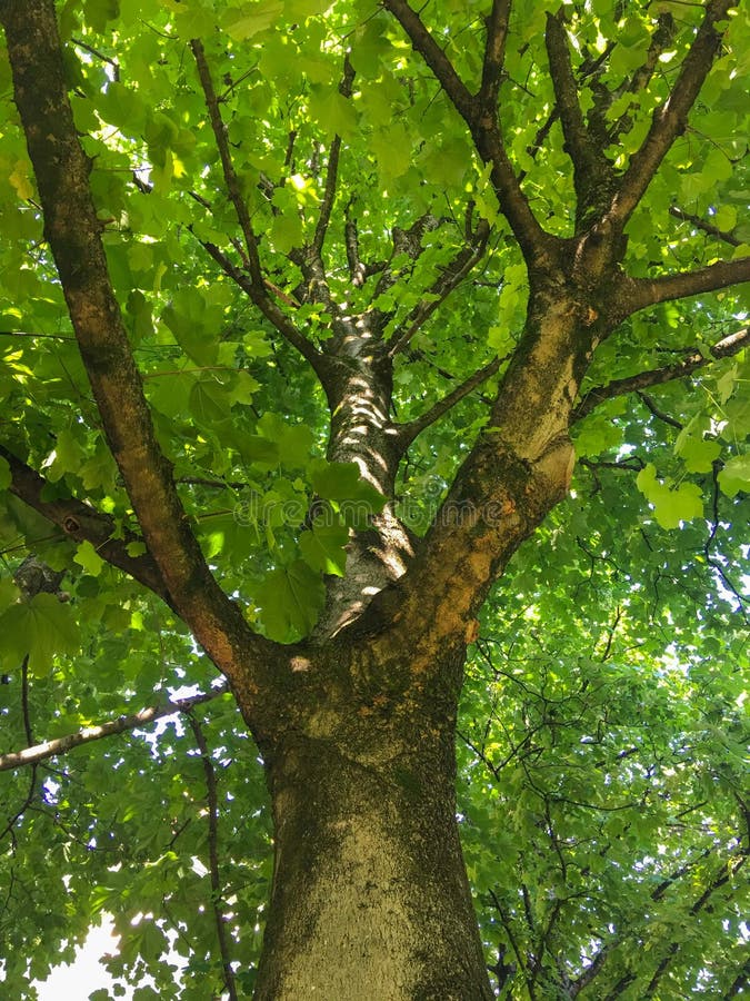 Variety Crowns of the Trees in the Spring Forest Against the Blue Sky ...