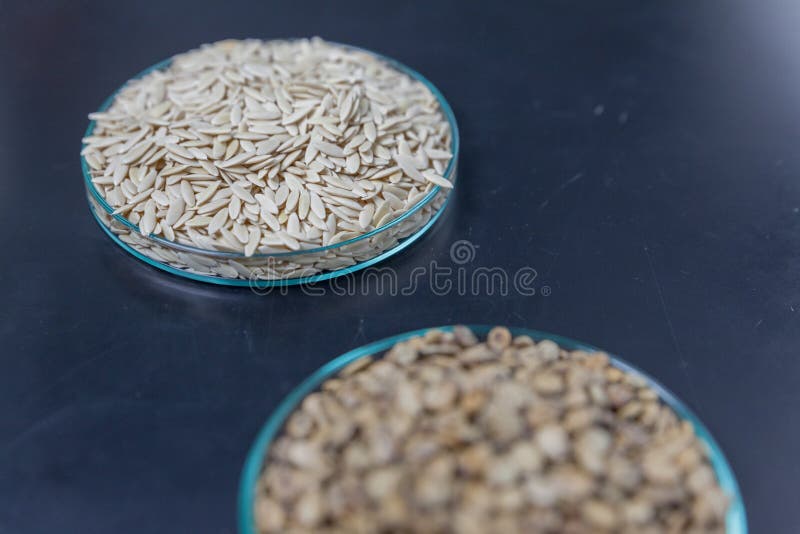 Variety of Cucurbitaceae Seed on Plate Stock Photo - Image of green ...