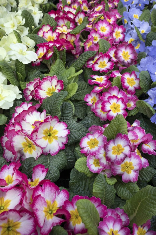 Variety of Cultivated Primula Stock Photo - Image of fresh, flora ...