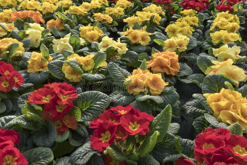 Variety of Cultivated Primula Stock Image - Image of color, group ...
