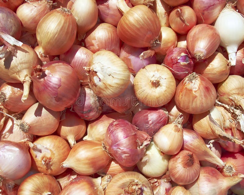 Variety of dry onions stock image. Image of diet, culinary - 26444285