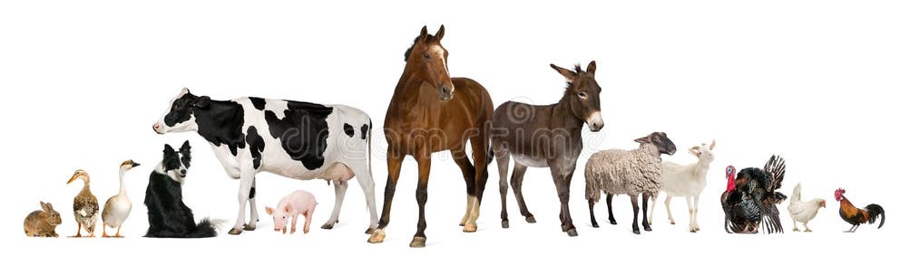 296,395 Farm Animals Stock Photos - Free & Royalty-Free Stock Photos ...