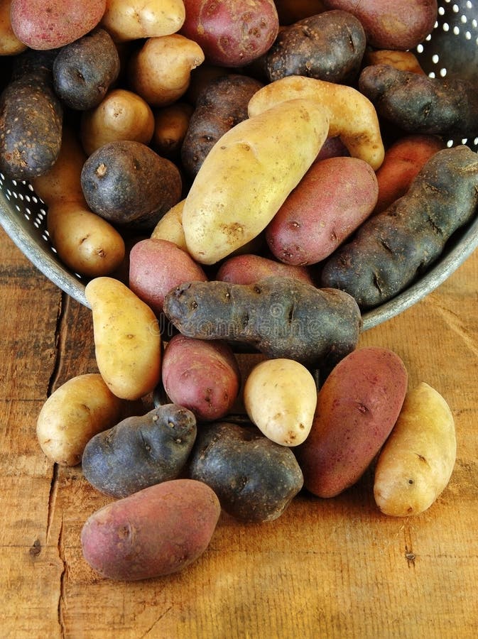Variety of Fingerling Potatoes in Colander Stock Image - Image of ...