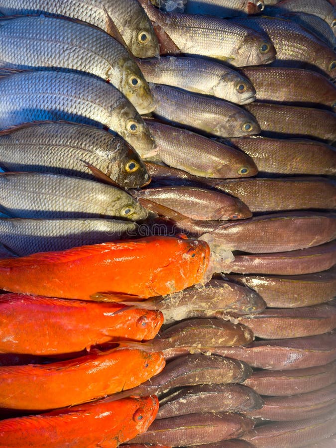 A Variety of Fish are Displayed on a Table, Including Some Red and Blue ...