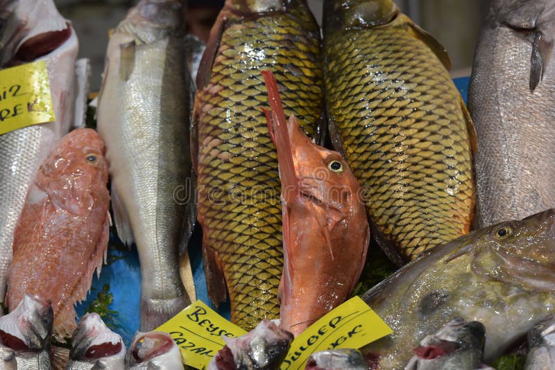 Variety of Fish in the Fish Market of Istanbul Editorial Photography ...