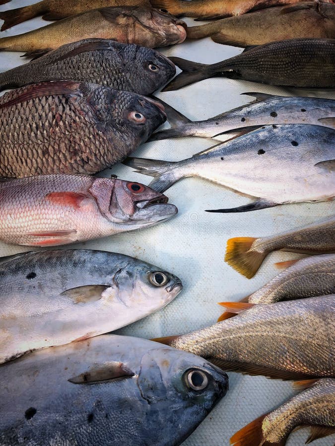 Variety of Sea Fishes on the Counter in a Greek Fish Shop. Stock Photo ...