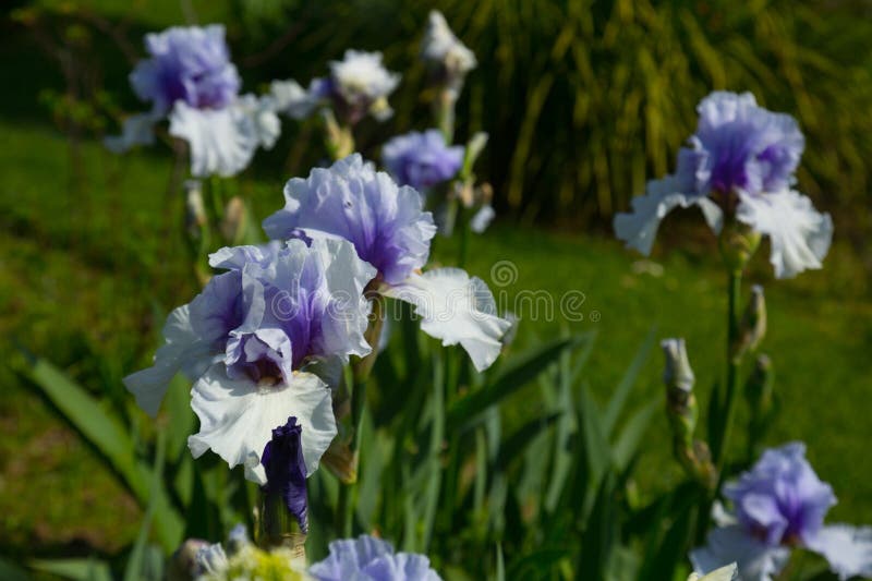 Variety of Flowers in the Fields Stock Photo - Image of summer, white ...