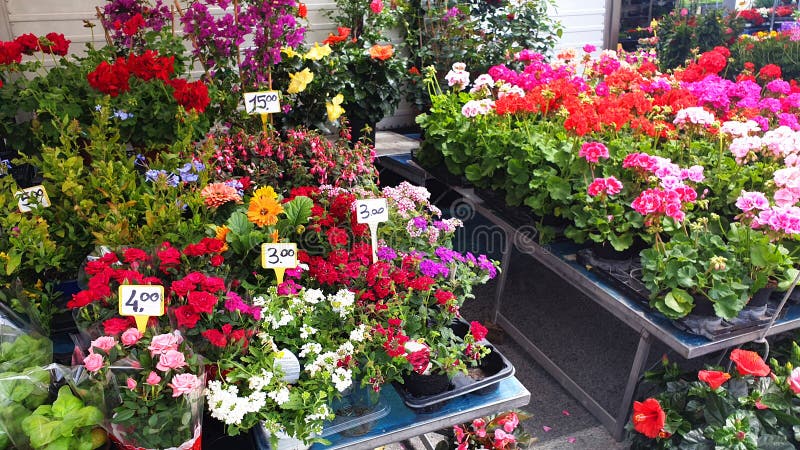 A Variety of Flowers at the Open Market Stock Image - Image of panorama ...