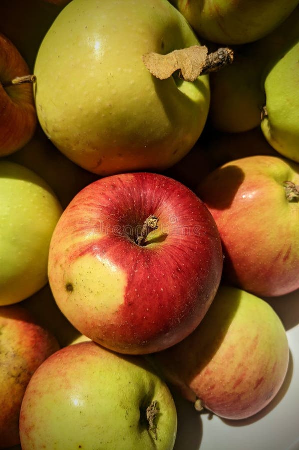 Variety of Fresh Apples in Rows Stock Photo - Image of green, fresh ...