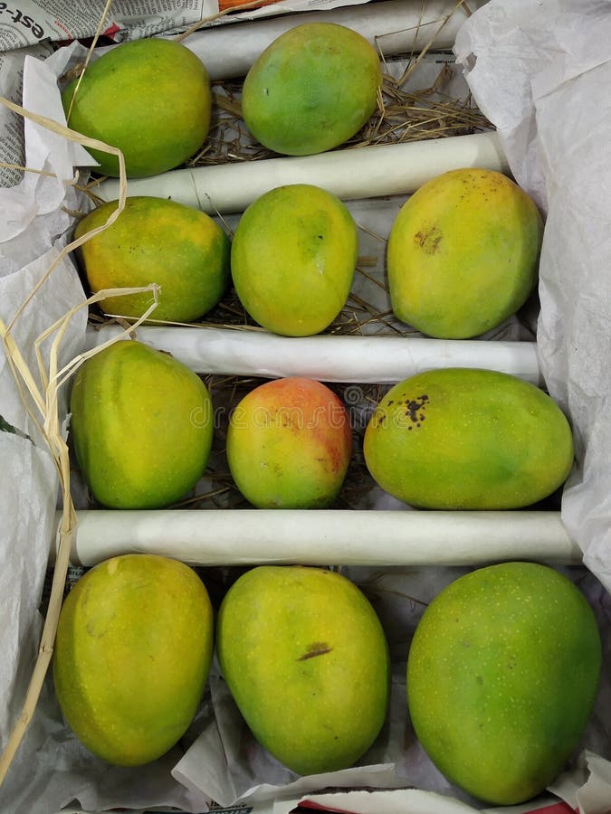 Variety of fresh mangoes stock photo. Image of citrus - 219707876