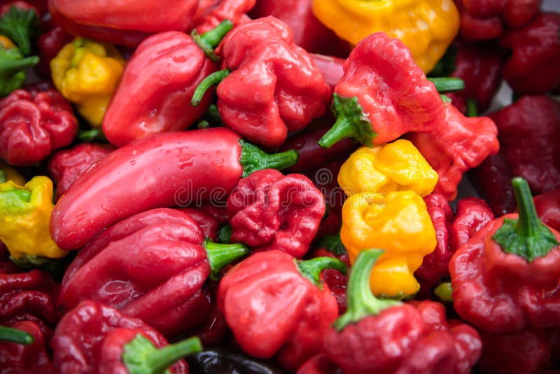 Variety of Fresh Organic Peppers on the Table. Stock Image - Image of ...