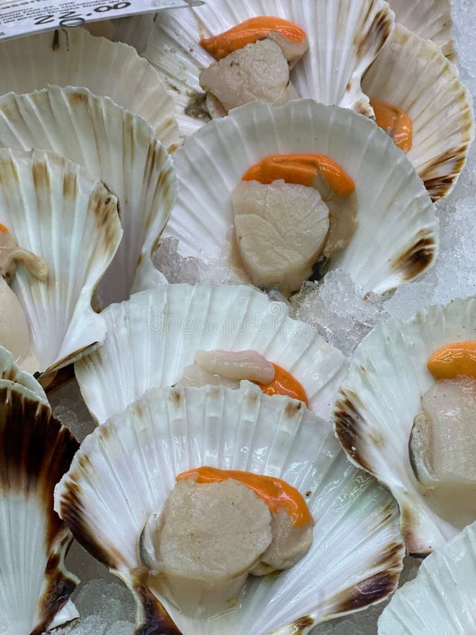 Pristine Scallops Stock Photos - Free & Royalty-Free Stock Photos from ...