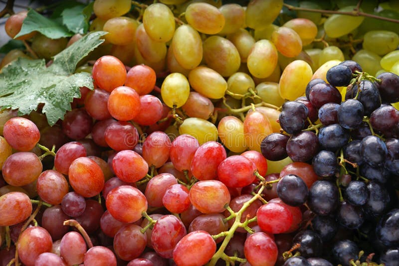 Variety of Fresh Sweet Grapes Stock Photo - Image of healthy, berry ...