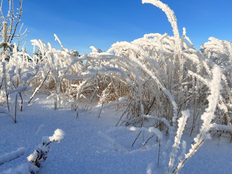 A Variety of Grass Under a Layer of Snow and Ice on a Sunny Winter Day ...