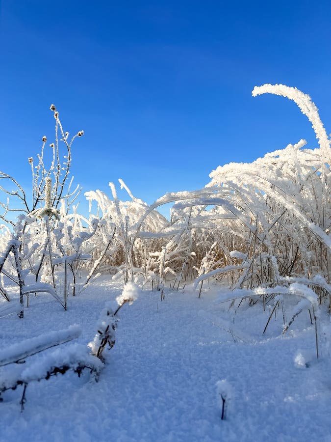 A Variety of Grass Under a Layer of Snow and Ice on a Sunny Winter Day ...
