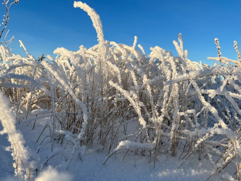 A Variety of Grass Under a Layer of Snow and Ice on a Sunny Winter Day ...