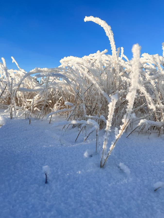 A Variety of Grass Under a Layer of Snow and Ice on a Sunny Winter Day ...