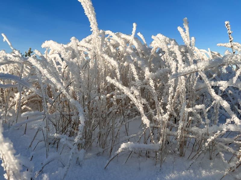 A Variety of Grass Under a Layer of Snow and Ice on a Sunny Winter Day ...