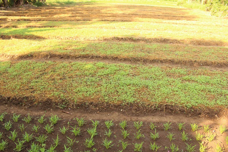 Variety of Green Crops Growing on the Field Stock Photo - Image of farm ...