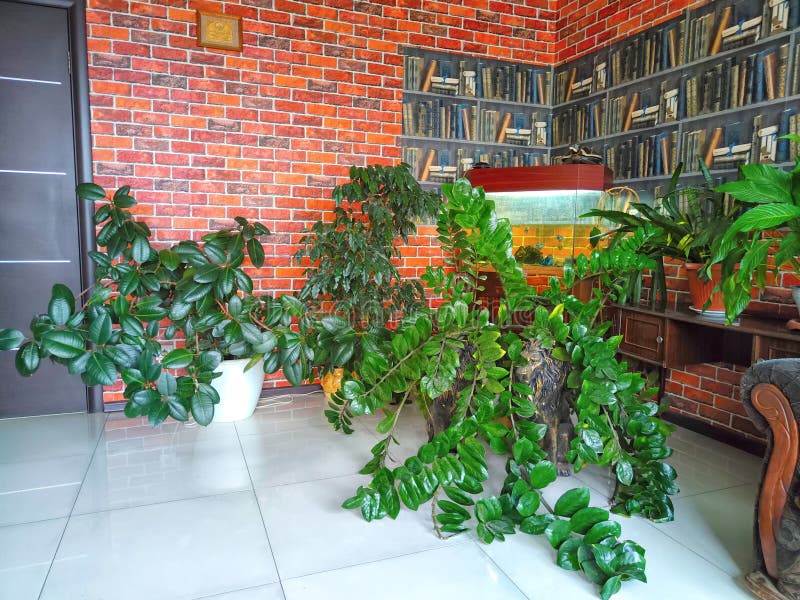 A Variety of Green Plants Complement a Home Library with a Red Brick ...