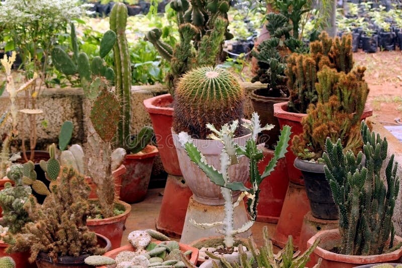 Variety of Cactus and Desert Plants Stock Image - Image of variety ...