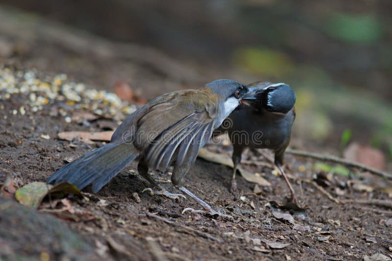 Laughingthrush birds stock photo. Image of park, neck - 241981226